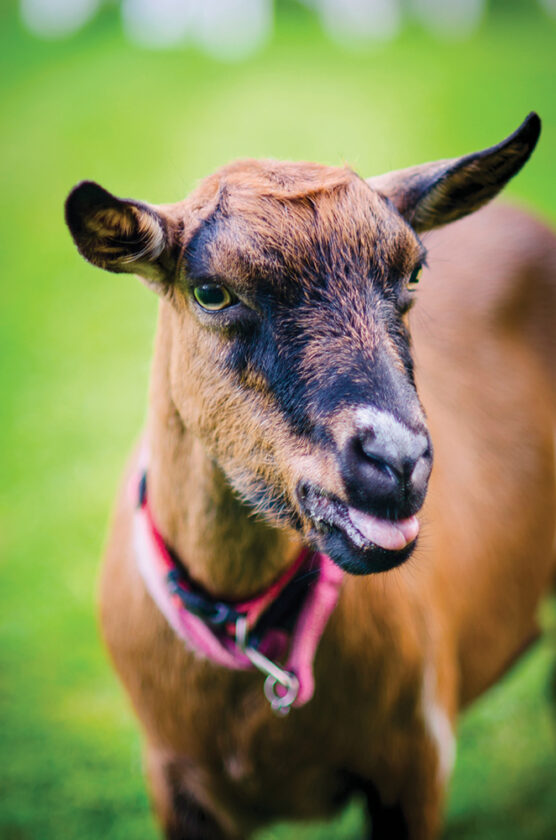 Animals to star in community donation drive / Family-oriented event to ...